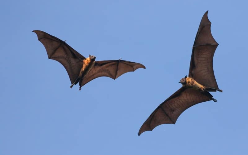 Can Bats Transmit Rabies Without Biting? Risks & Precautions